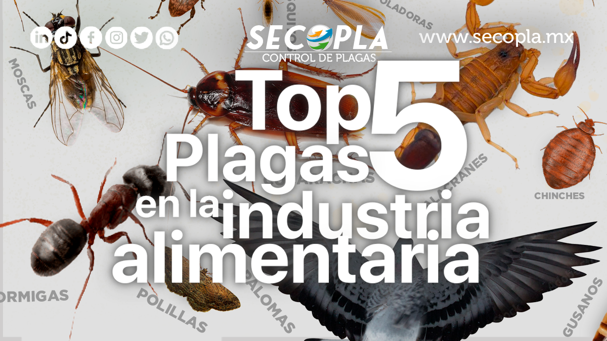 Las mayores plagas en la industria alimentaria son... - SECOPLA