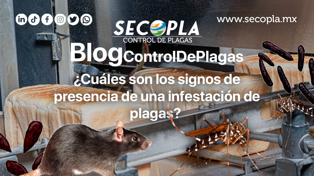 ¿Cuáles son los signos de presencia de una infestación de plagas? - SECOPLA