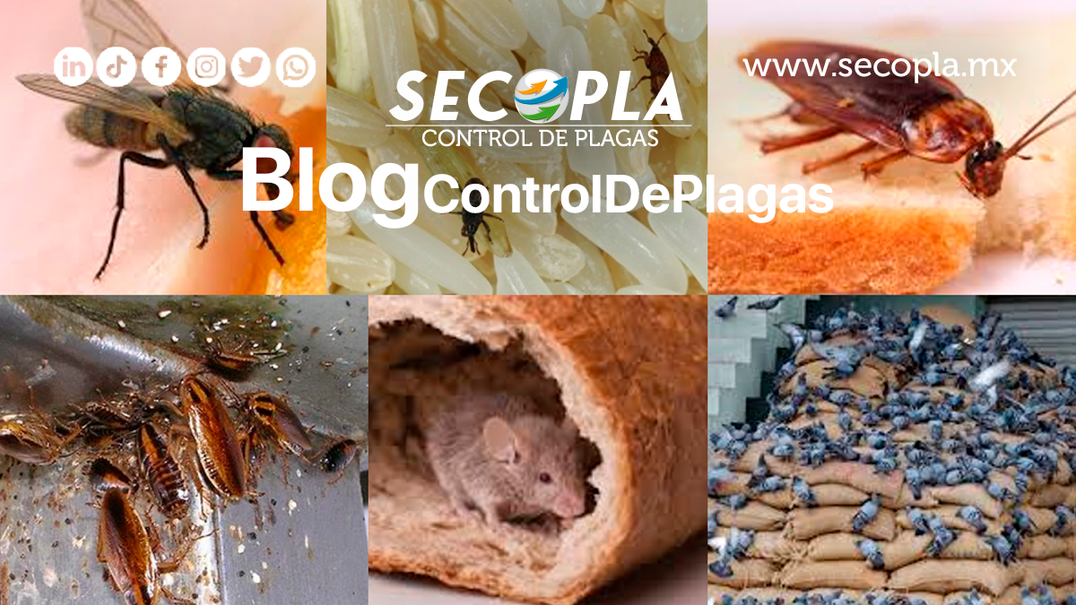 ¿Cuáles son los signos de presencia de una infestación de plagas? - SECOPLA