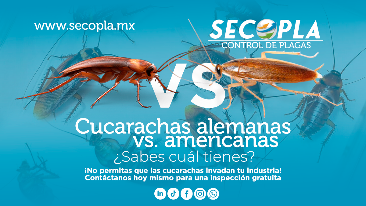 Cucarachas Alemanas vs. Americanas: Una Comparativa para un Control de ...