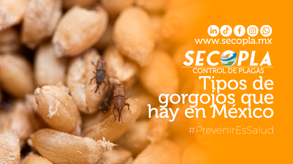 Tipos de gorgojos que hay en México - SECOPLA