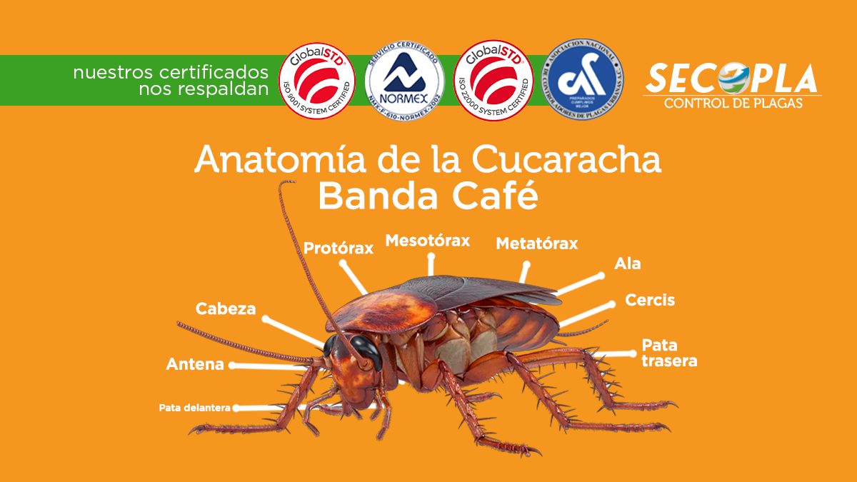 Anatomía de la cucaracha de banda café y su impacto en el control de ...